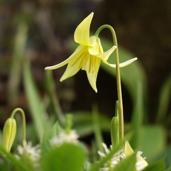 黄花片栗 キバナカタクリ 大球根入りポット苗 茶花 山野草9cmポット 早春の花開花及び芽だしは概ね3月中頃です5月頃になると落葉します上記以外の期間は地上部が無い状態でのお届けとなりますが元気な球根をポットの中に確認して出荷しております