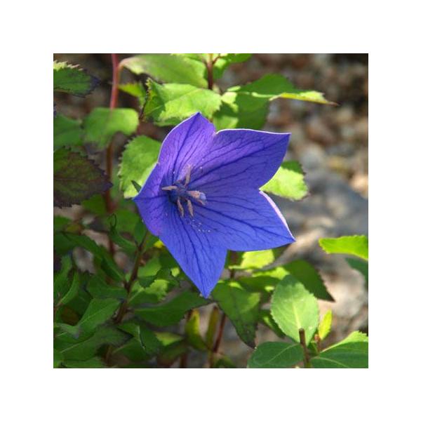 キキョウ 桔梗 ききょう 茶花 秋の七草 切り花 高性 山野草 紫花 秋の七草９〜10，5ｃｍポット苗切り花にも使いやすい背が高くなる品種です写真　最後は7月16日の見本株の様子です　高さ30から50ｃｍ程度例年　4月頃から芽が出始めます　...