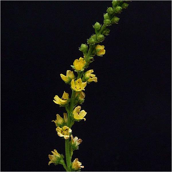 キンミズヒキ 金水引現在　ポット苗に植え付けから　まだ日の浅い商品となります。ポット苗から緑の葉が少し見え始めた状態です。9ｃｍポット苗でのお届けです。夏頃から秋にかけ黄金色の花を咲かせる茶花