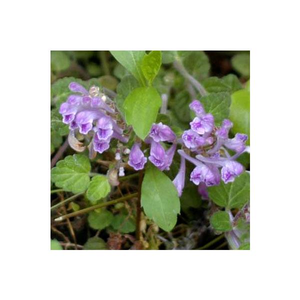 コバノタツナミソウ 小葉の立浪草 山野草9cmポット。小型種。春に紫花を咲かせる。小鉢、添草向き