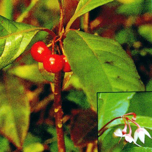 ヤブコウジ 高さ２０〜３０ｃｍ程度実生で作り込まれたポット苗10月現在　実がもうすぐ色づきそうです写真後半は10月22日の見本株の様子です