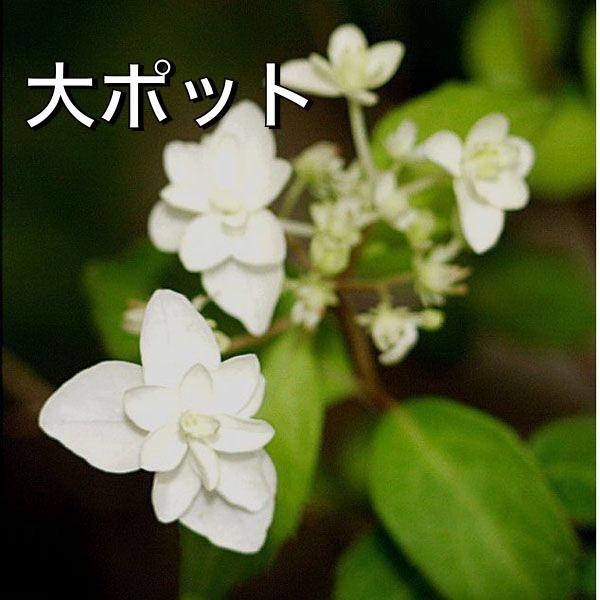 コガクウツギ花笠 コガク花笠ウツギ 苗 山野草12cmポット高さ約40cmコガクウツギの八重咲タイプです。比較的花付きがよいです。ヤマアジサイより少し１ヶ月早咲きです。2枚目以降の写真は2月18日現在の見本株の様子です。