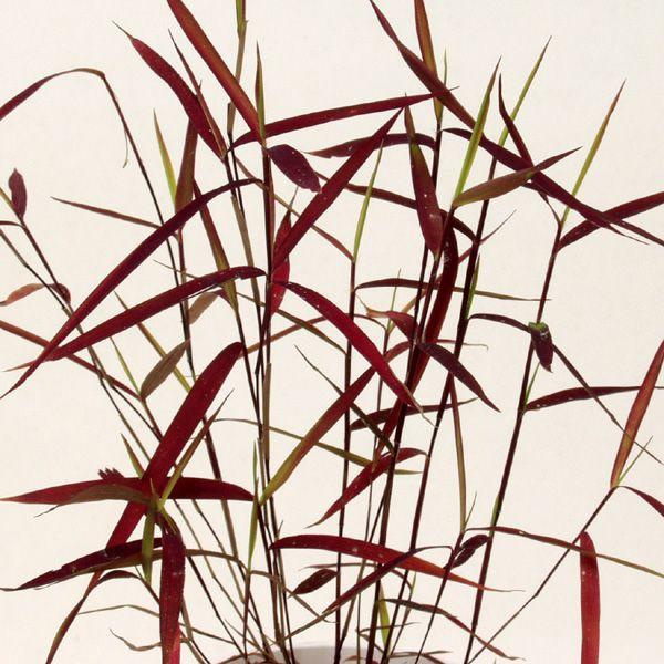 黒軸カリヤス 山野草皮を剥ぎよく日に当てると茎が黒くなる。盆栽添草