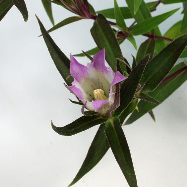 桃色クマカワリンドウ りんどう あゆみ 山野草9ｃｍポット苗開花は概ね9月〜10月ですその後は休眠に向かいますので蕾が付いていても寒さに従い、葉が黄色くなり落葉し　根の状態に戻ります暖かくなり始めると再度元気な新芽が展開する多年草です。草丈...