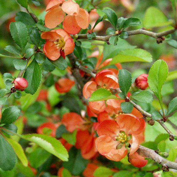 シドミ　クサボケボケの原種・朱色花・寄植の材料に良い10.5cmポット　高さ20-30ｃｍ程度