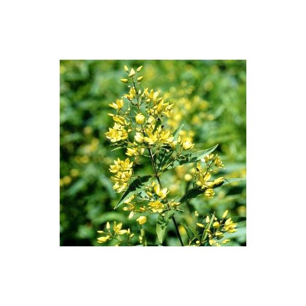 イオウソウ　夏に黄色の小花を穂状につける・茶花