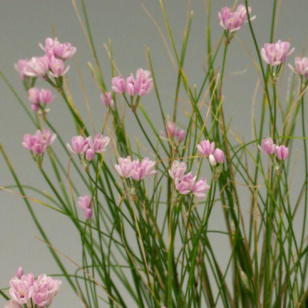 満州糸ラッキョ・・糸のような葉を持つラッキョ。花は小さく可憐で花着き良い。