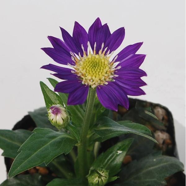 都忘れ ミヤコワスレ 苗 みのる紫 茶花 山野草園芸種　濃紫花・茶花庭植え鉢植えでも　花付きよく良く増える育てやすい品種花後にはながらを摘み取ると長く咲き続けます水切れをさせないのが大事です