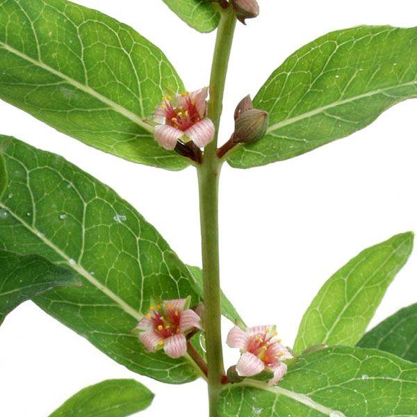 ミズオトギリ　山野草水辺の植物　夏から秋にかけて桃色小花を多数咲かせる・寄植に・茶花