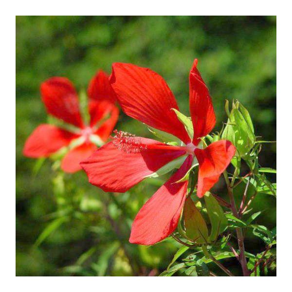 モミジアオイ 紅蜀葵 庭木 山野草紅蜀葵・細弁の大輪赤花を夏から秋に咲かせる・茶花。