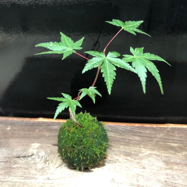 苔玉 コケダマ こけだま モミジ 紅葉 B もみじ 涼しげ 山野草 現品高さ約32ｃm　直径約１０cm写真は2026年8月9日現在の様子です明るい緑の葉が涼し気なモミジの苔玉です秋には紅葉し、やがて落葉しますまた春になると新芽が吹き出します...