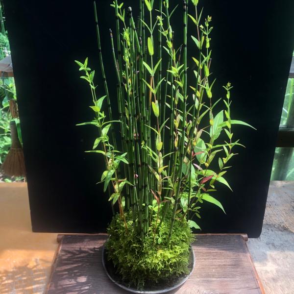 苔玉 コケダマ こけだま トクサ フジオトギリ 夏 涼し気 現品 １点もの涼し気な葉が印象的な　寄せ植えの苔玉です。写真は2026年７月２１日現在の様子です。花や葉の様子は時間の経過とともに変化します。ご了承ください。水管理をしていただけれ...