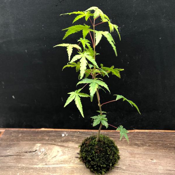苔玉 コケダマ こけだま モミジ 紅葉 A もみじ 涼しげ 山野草 現品高さ約32cm　直径約１０cm写真は2026年8月9日現在の様子です明るい緑の葉が涼し気なモミジの苔玉です秋には紅葉し、やがて落葉しますまた春になると新芽が吹き出します...