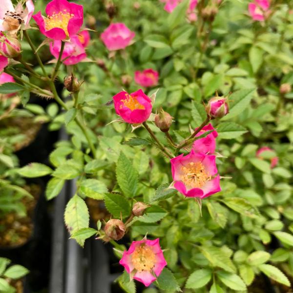 ノイバラ ふじみ小町 盆栽苗 山野草　小葉で小輪花 トゲが無く扱いやすい品種です7,5ｃｍポット〜苗