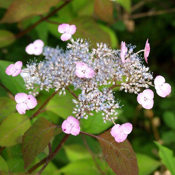 ヤマアジサイ 苗 桃色山紫陽花 モモイロヤマアジサイ2024年開花株は売り切れました　来期様にお求め下さい山野草　9〜１０.５ｃｍポット苗静岡県原産　小輪花茶花や和の庭にも良く使われます例年　ヤマアジサイは冬期は完全落葉し枝のみの状態で過ご...