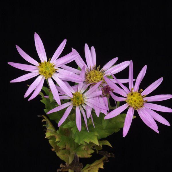 桃色アキバギク・・・・・最近入手しました。見応えのある花です。