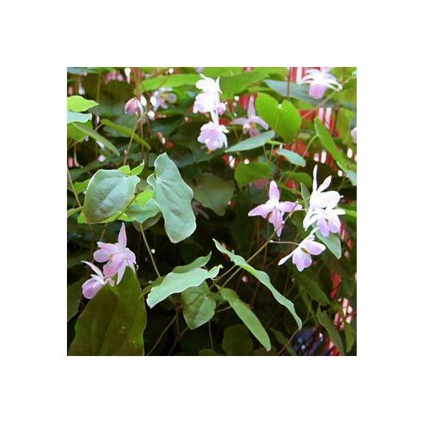 桃色バイカイカリソウ　山野草　淡い桃色花で可憐。