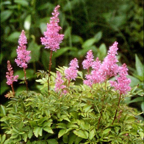 桃色チャボショウマ 茶花 山野草小型種で鉢植え向き花穂のみスッと立ち上がるように咲く花時期は概ね6，7月頃です。