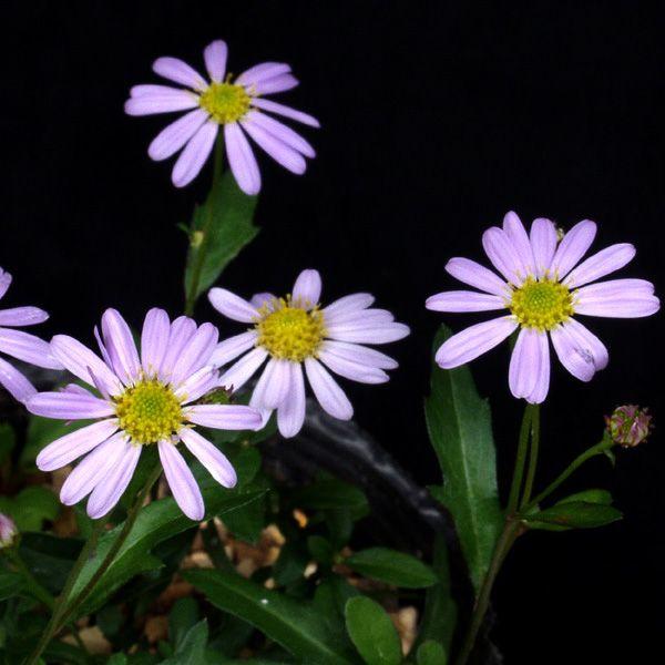 モンゴルノギク 山野草 茶花小型種で夏から秋にかけて桃色花を咲き続ける。寄せ植えに