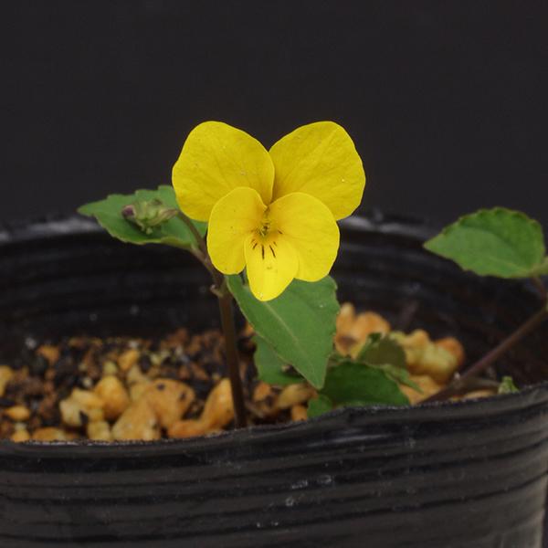 キスミレ 黄菫 山野草　阿蘇産7.5cmポット苗3月下旬頃　芽出しが始まります写真2枚目、3枚目が2025年4月上旬の様子です暑くなるころには春の葉を落とすことはありますが管理を続ければ秋または来期には発芽してくれます冬季落葉する多年草です