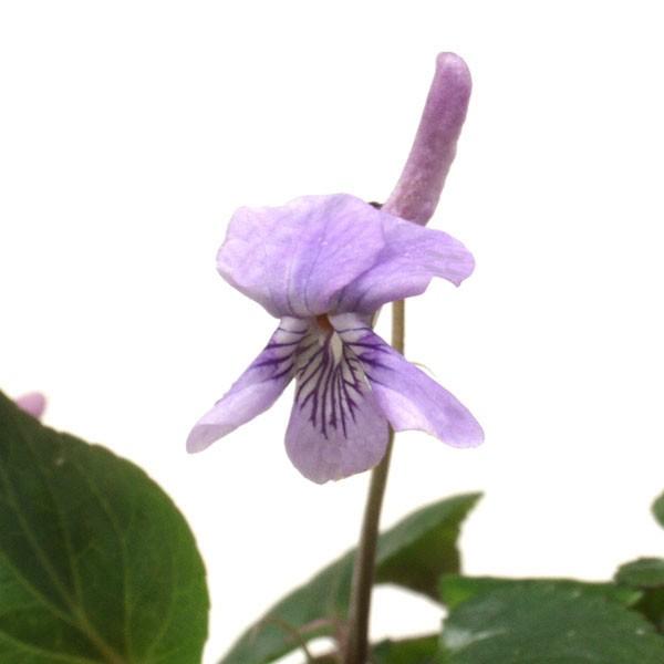 ナガハシスミレ　別名　テングスミレ