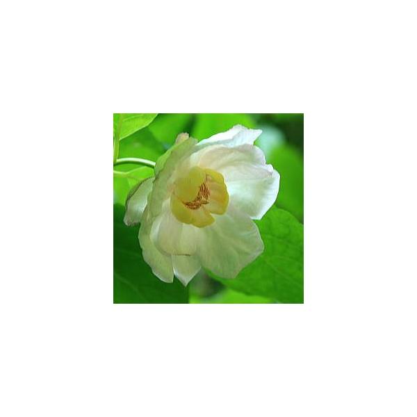 ナツロウバイ初夏に白花をさかせる　茶花高さ50cm程度９〜10.5cmポット苗冬期は落葉し　暖かくなると新芽が出だします4月末　葉が数枚展開をしております