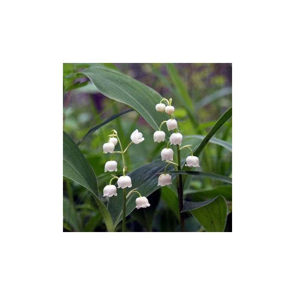 日本スズラン すずらん 1芽入り 5ポットセット 山野草　2026年　開花予定　ポット苗　1芽入り5ポットセットにしてお届けします　3枚目以降が4月上旬の様子です芽出しは大きい芽よりはじまり、小さな芽が展開するまでに時間差があります。　日本...