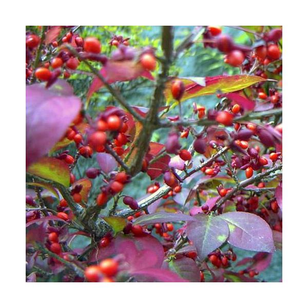 ニシキギ 錦木 茶花　紅葉と赤実と幹の翼を楽しむ　30cm 茶花。