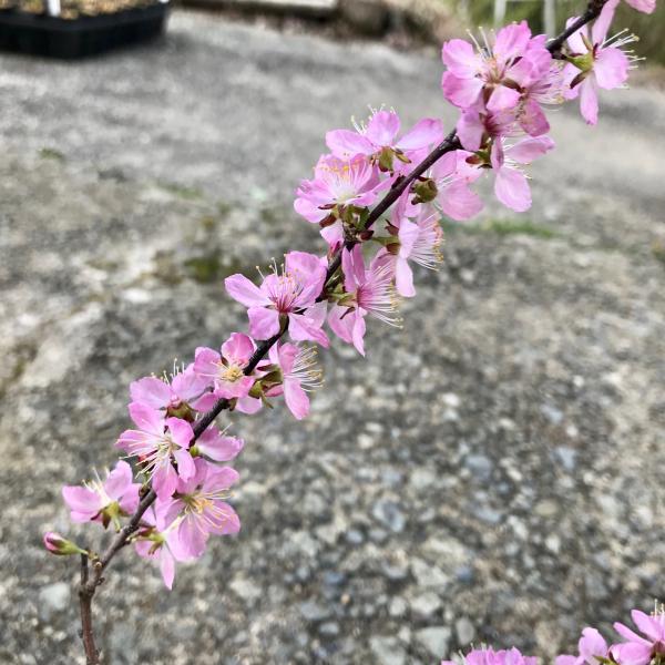 ニワウメ 苗 庭梅 苗木 9cmポットバラ科の落葉樹で　暑さ寒さに強い丈はやや小ぶりで　花期は4月頃花後に　枝に沿ってたくさんの赤い実をつける緑の葉とのコントラストが美しく庭植えにもおすすめ写真2枚目以降は2024年3月24日現在の見本株の...