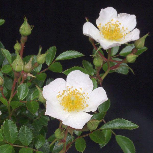 バラ苗 ノバラ羽衣 山野草　　白花で実付き良い純白種では無いため、開花が進むに従って淡いピンクが薄く乗ります