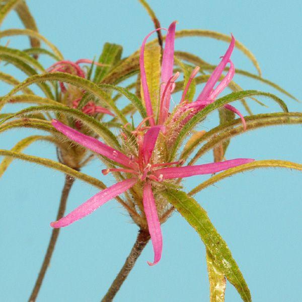 小田汲ツツジ オダクミツツジ 山野草　屋久島固有種　極細弁。