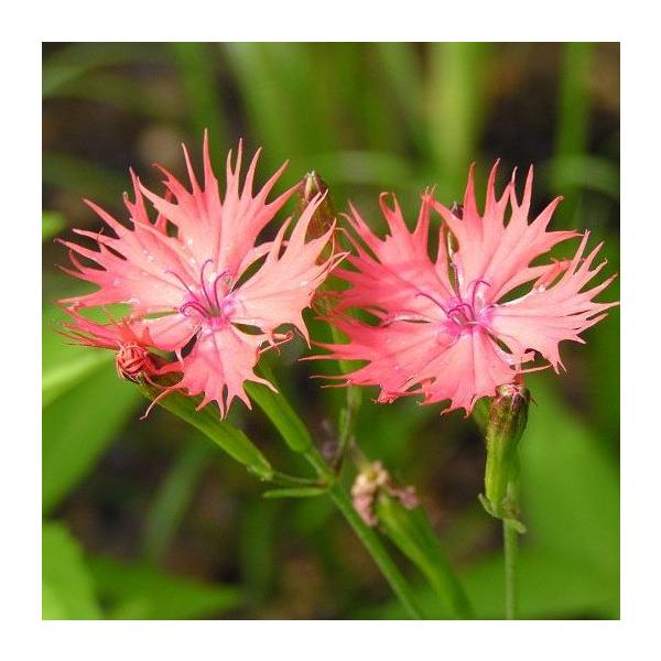 オグラセンノウ 小倉仙翁　山野草　初夏の花ナデシコに似て花弁の先が切れ込む桃色花・茶花涼しげな木 庭木 庭植木 庭植え 和風 夏の花 多年草 茶花 生け花 切り花