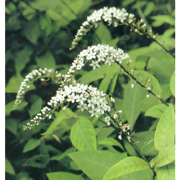 オカトラノオ　山野草白い穂の先が少し曲がった風情は印象的・茶花6月30日開花苗は売り切れました来期用にお求め下さい