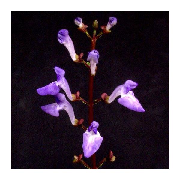 春と秋に濃紫の花をつける。葉につやがある