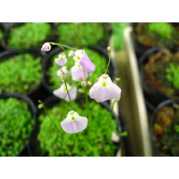 Ｕ・リビダ・メキシコ　食虫植物 マジカルプランツ 7.5cmポット　　7.5cmポット苗です。ウサギゴケなどの仲間です。花茎に対してかなり大きな花を咲かせます。縦１cm 横１.５cm位の花です。花茎に対してかなり大きな花を咲かせます。縦１c...