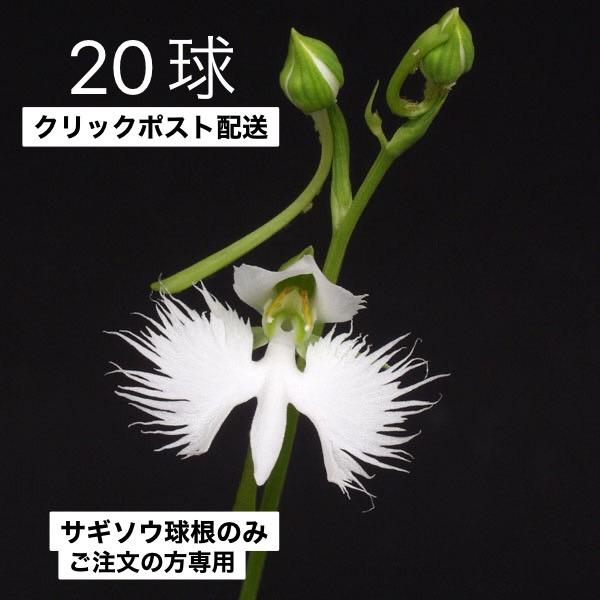サギソウ 大 球根 鷺草球根 クリックポスト配送 開花予定球 20球 青葉種 数量期間限定 茶花 山野草※こちらの商品は　サギソウ球根のみをご注文のお客様に　送料がお得なクリックポストでお届けします。※サギソウ球根以外の商品との同梱はできま...