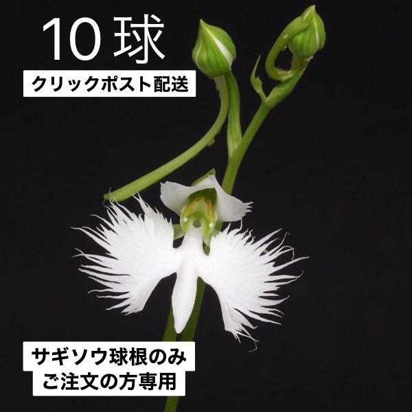 サギソウ 大 球根 鷺草球根 クリックポスト配送 開花予定球 10球 青葉種 数量期間限定 茶花 山野草※こちらの商品は　サギソウ球根のみをご注文のお客様に　送料がお得なクリックポストでお届けします。※サギソウ球根以外の商品との同梱はできま...