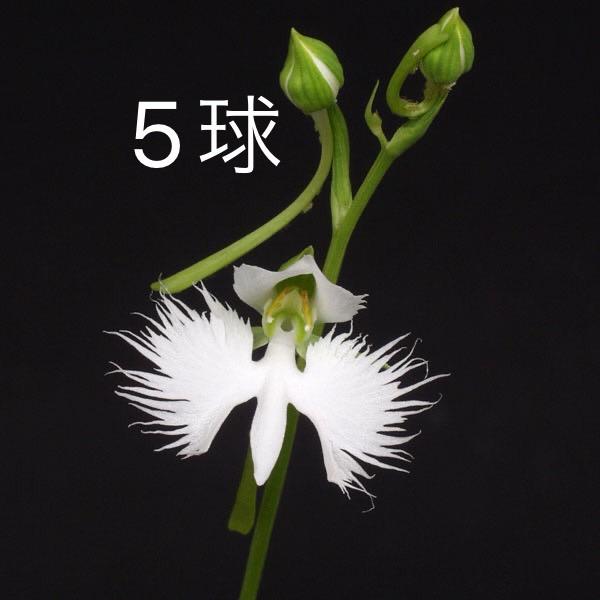 サギソウ球根 鷺草球根 開花予定球 5球 青葉種 山野草　初夏の花開花予定球根　5球入り１袋　青葉種※写真2枚目はお届けする球根の　見本球です　現品ではありません球根は植え付けていない状態で袋に入った状態でのお届けとなります殺菌剤で今期消毒...