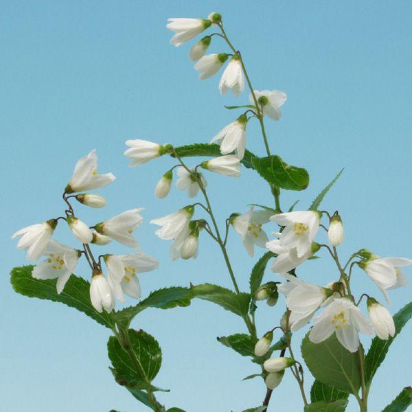 屋久島姫ウツギ　山野草　枝打ち細かく花着き良い品種。盆栽の添草・寄せ植え向き