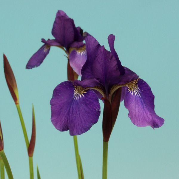 サキガケアヤメ 魁菖蒲 山野草 茶花アヤメよりも早く開花する。地植えにするとよく増え栽培容易。茶花R6年度の開花株は売り切れました　来期用にお求めください