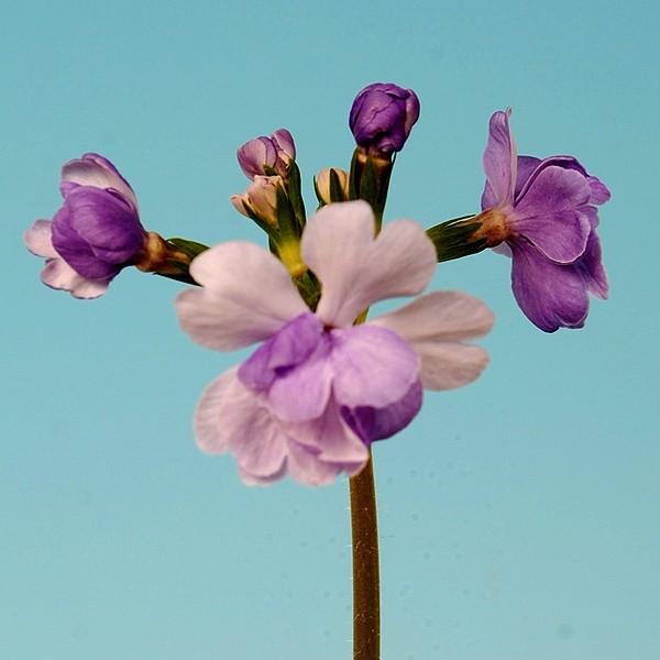 八重咲日本桜草（ニホンサクラソウ）浜千景 山野草 ９cmポット苗です。