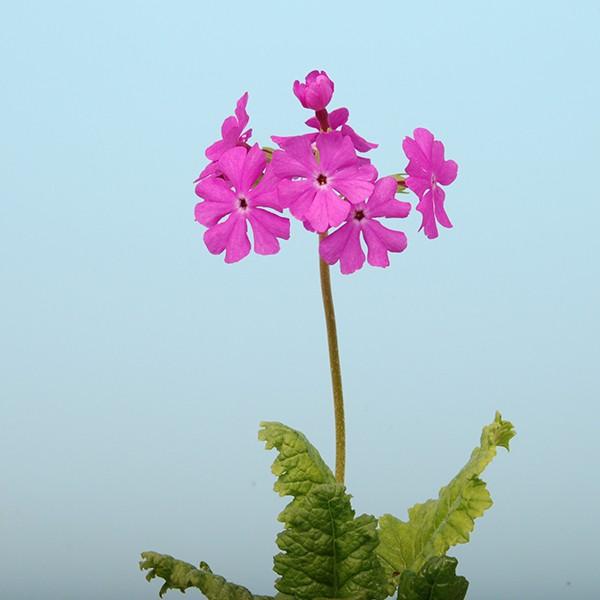 サクラソウ 原種 野生種 新里 山野草 ９ｃｍポット苗