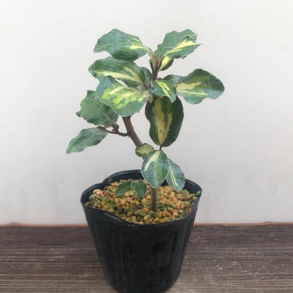 寒グミ 寒ぐみ グミ 斑入り 中斑 実もの 盆栽 素材 苗グミ科グミ属の常緑低木１０．５センチポット高さ約２０センチ写真は２０２５年９月末の見本株の様子です