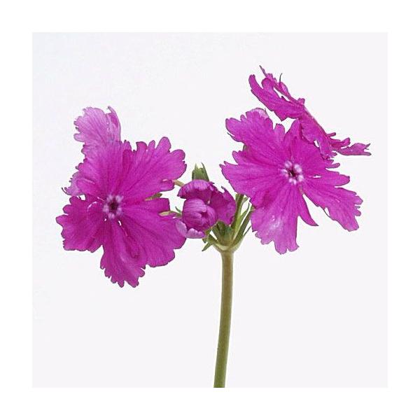 桜草　ニホンサクラソウ　銘品　竜田の夕　山野草　　９cmポット苗です。