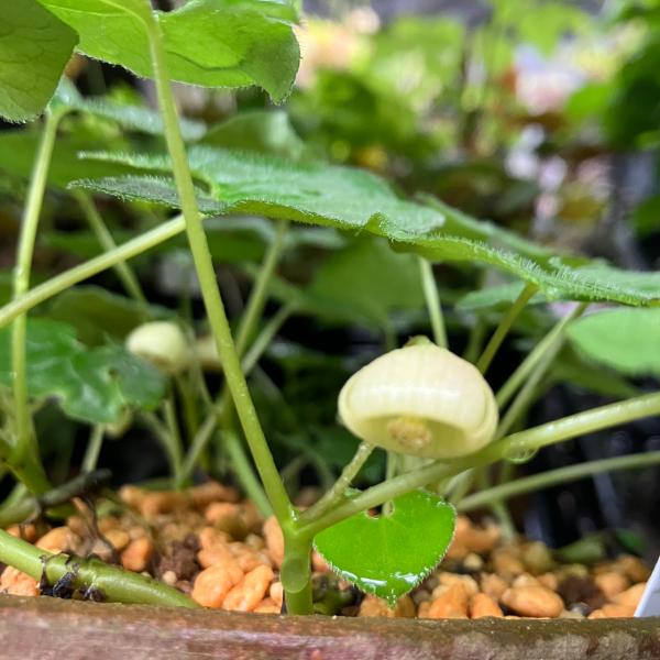 フタバアオイ 白花フタバアオイ 素心 ９cmポット 山野草 苗ウマノスズクサ科の多年草ギフチョウやヒメギフチョウの食草（幼虫の食べ物）の一つ古くから日本の文化や歴史（葵祭や家紋）と深く結びついています自然界ではめったに見られない大変珍しい変...