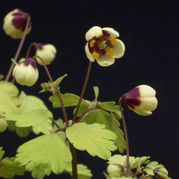 サンインシロカネソウ 山陰白銀草 山野草 苗 花　春、薄黄色の小花を多数咲かせる。