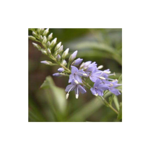 サンイントラノオ　山野草　小型のトラノオ。鉢作りに向き、花期が長い