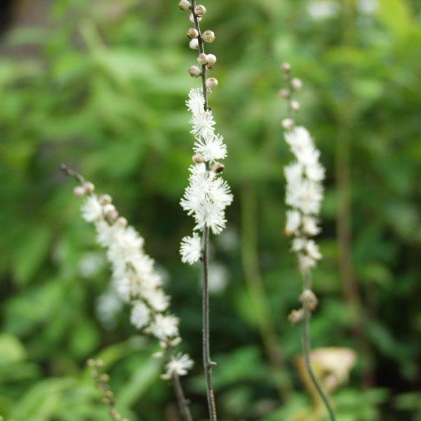 サラシナショウマ 茶花 山野草サラシナショウマは、その特徴的な美しい花で人気のある植物です。花弁の形状や色合いが繊細で、見る者を魅了します。特に、朝日や夕日に照らされた時の美しさは格別です。さらに、サラシナショウマは育てるのが比較的容易な品...