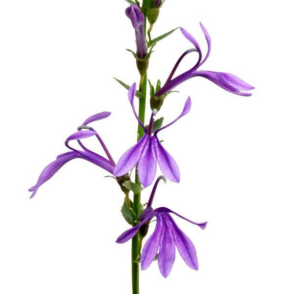 サワギキョウ サワキキョウ?沢桔梗 茶花?山野草?群生させると見応え充分です。9から10，5ｃｍポット苗8月4日　蕾が見えています　高さ40ｃｍ程度例年8月頃　花芽が見え始めます