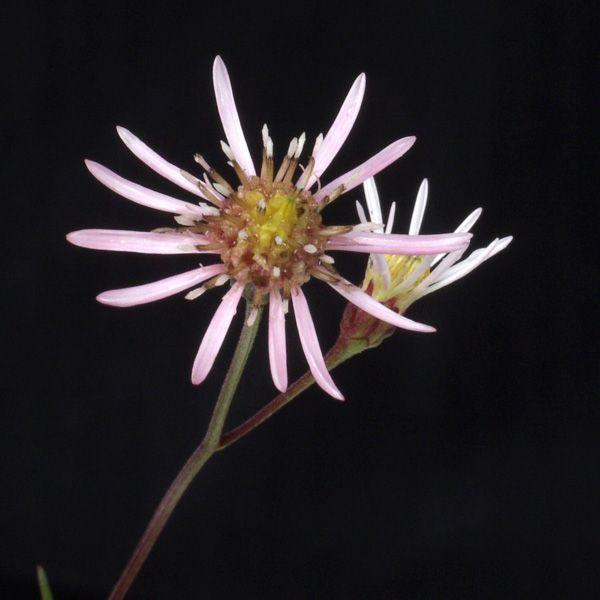 サワシロギク 沢白菊 ９月１０月茶花 秋の花小さめの白細弁花。葉も切れ込みがなく細く涼しげな草姿です水が好きで強健で良く増えるタイプです。